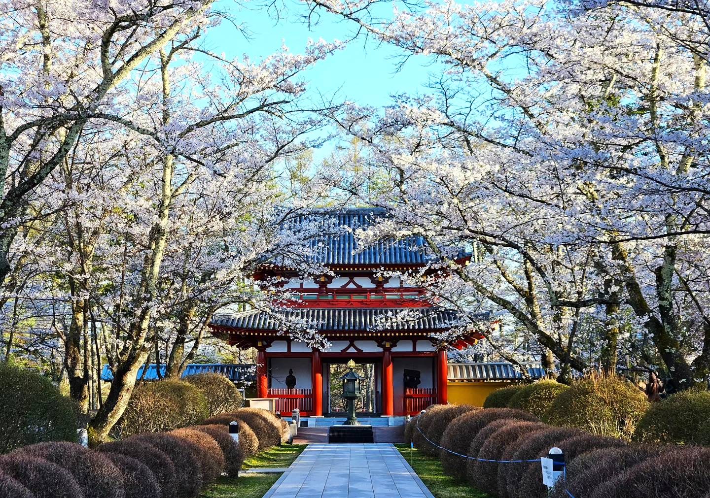 Sakura season - Top 5 spots within the Japanese highlands to view late ...